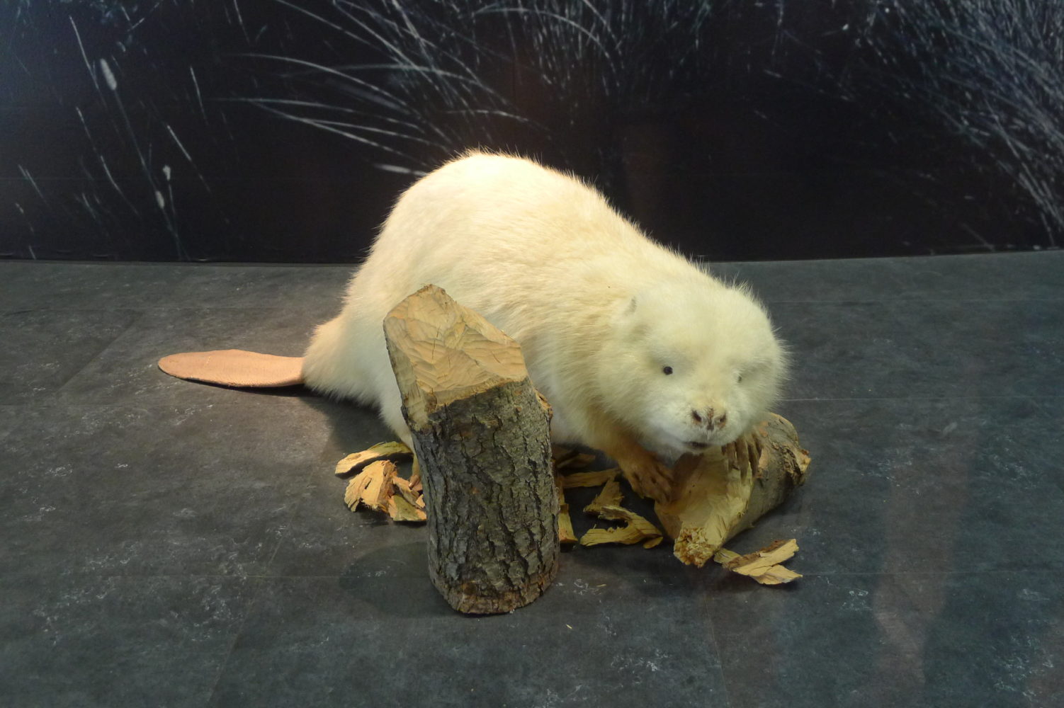 Anchorage Airport Archives - Stuck at the Airport