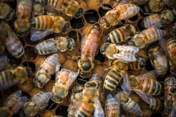Airports + National Bee Day - Stuck at the Airport