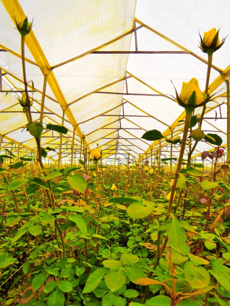 Following the flowers: snaps from Bogota, Colombia - Stuck at the Airport