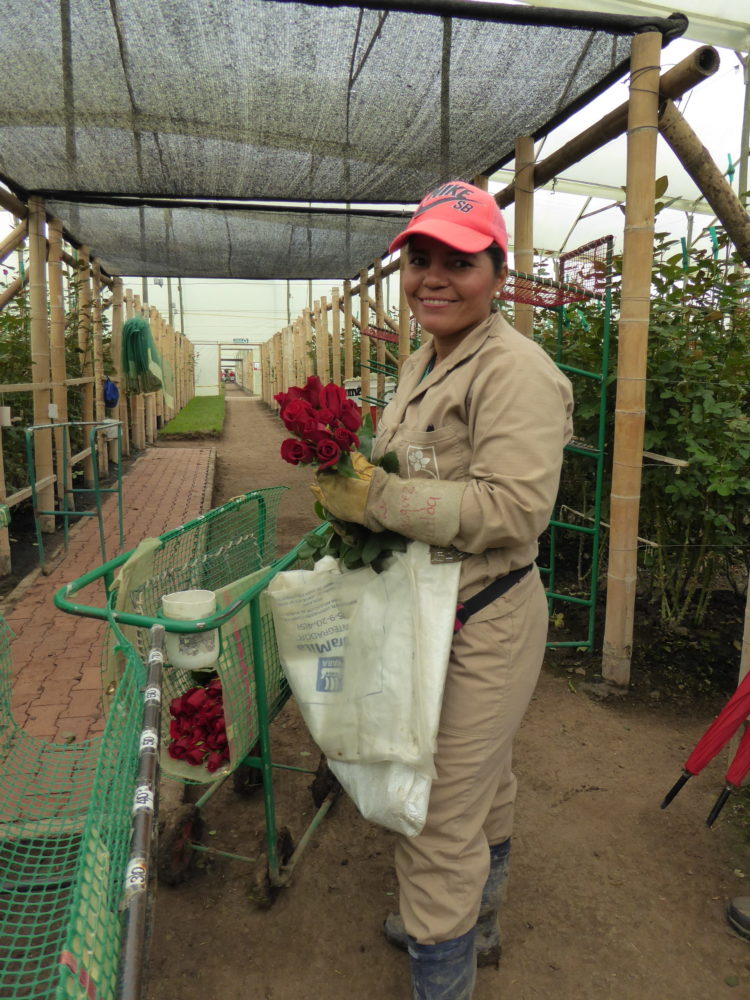 Following the flowers: snaps from Bogota, Colombia - Stuck at the Airport