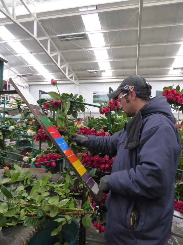 Following the flowers: snaps from Bogota, Colombia - Stuck at the Airport