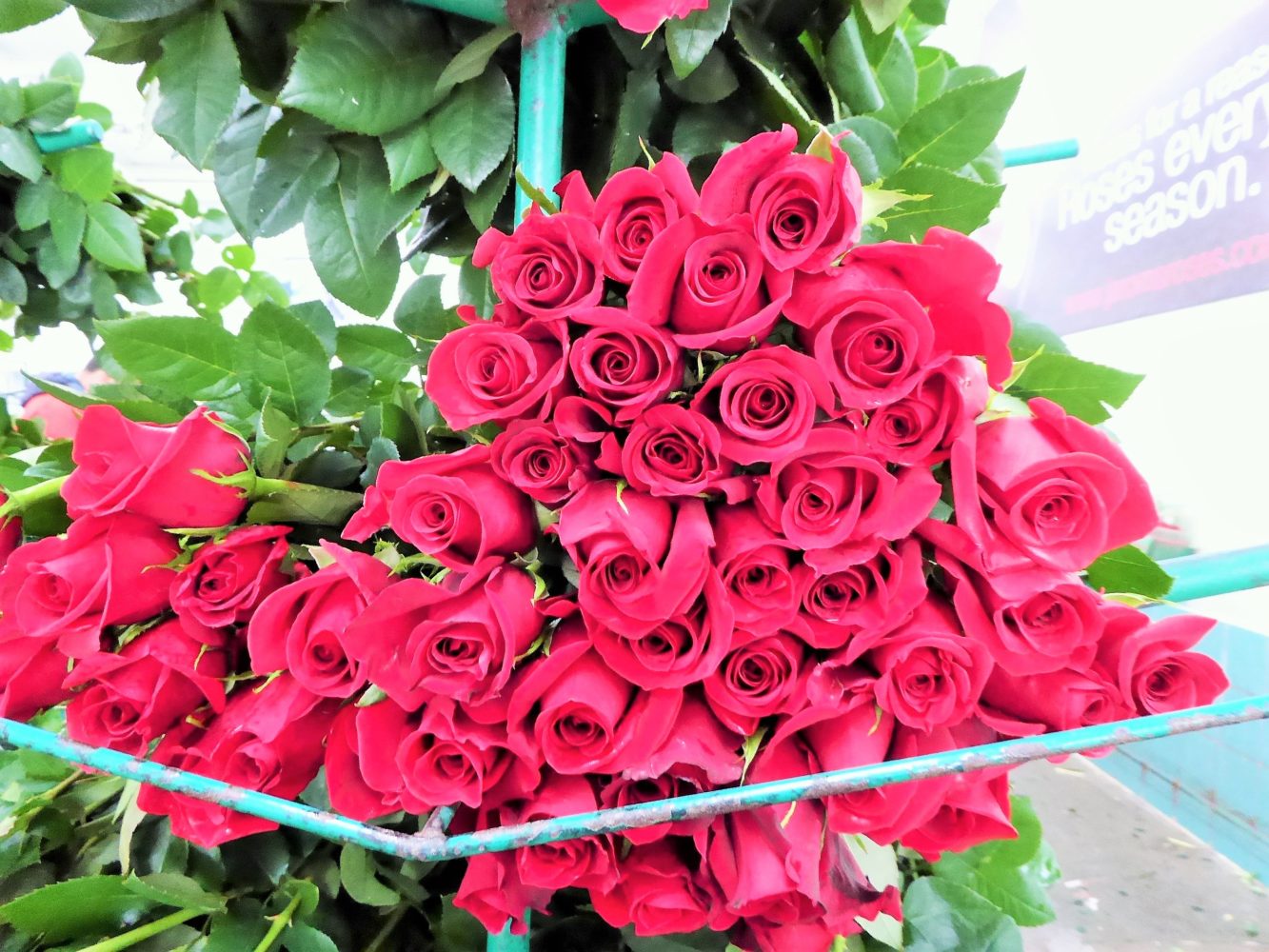 shipping roses Archives - Stuck at the Airport