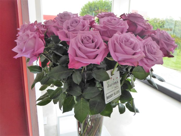 shipping roses Archives - Stuck at the Airport