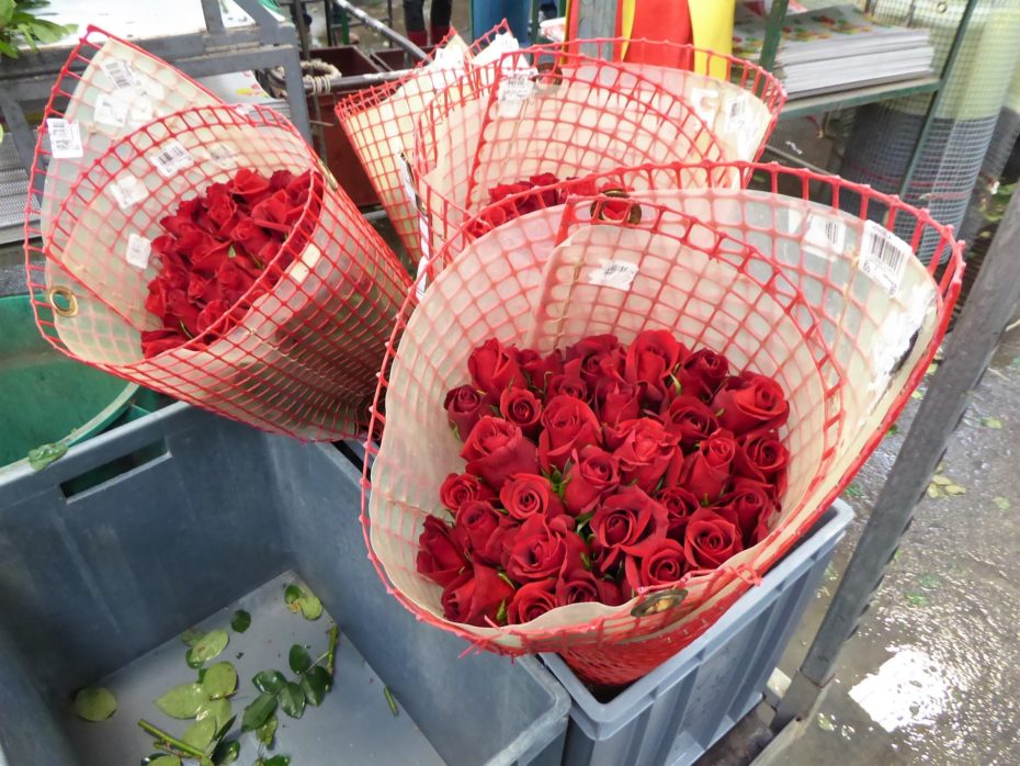 shipping roses Archives - Stuck at the Airport