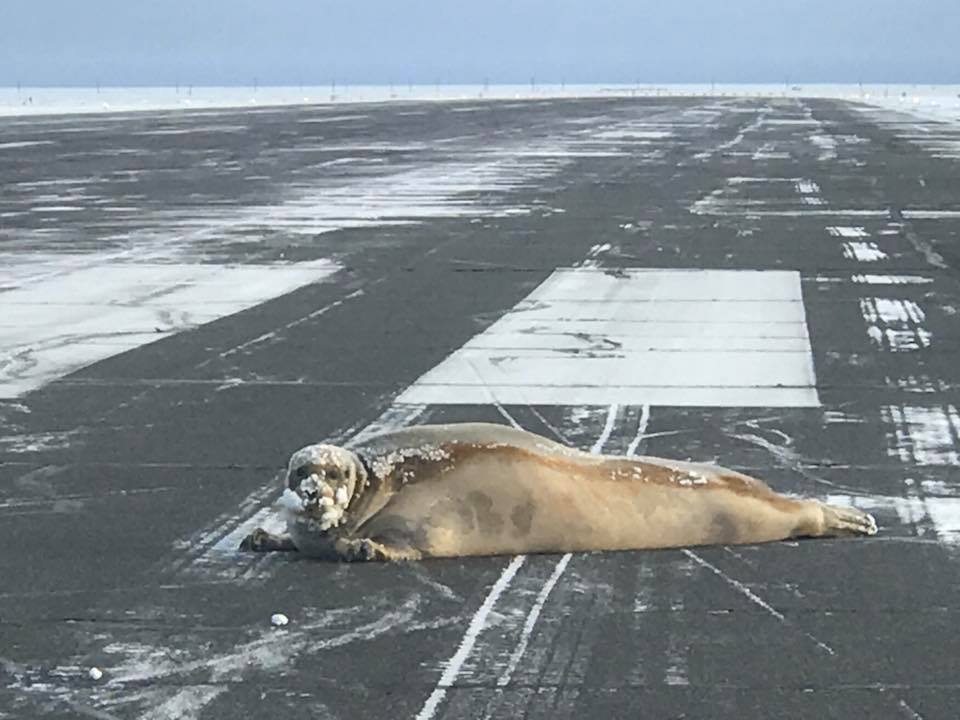 Worms to whales: the wildlife that shows up at airports - Stuck at the ...