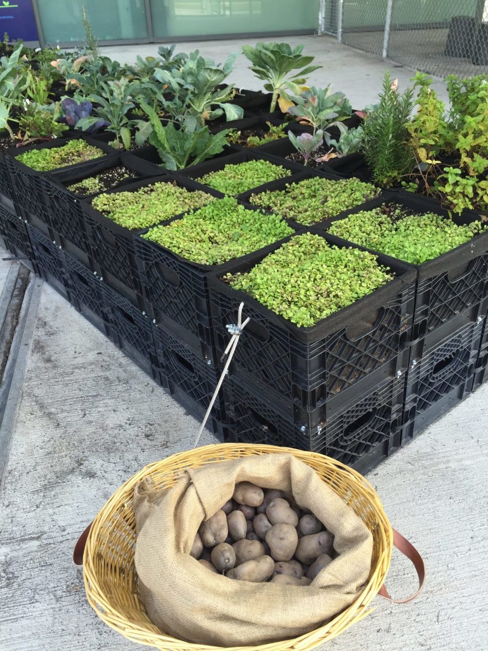 Airlines growing their own food? It's a thing. - Stuck at the Airport