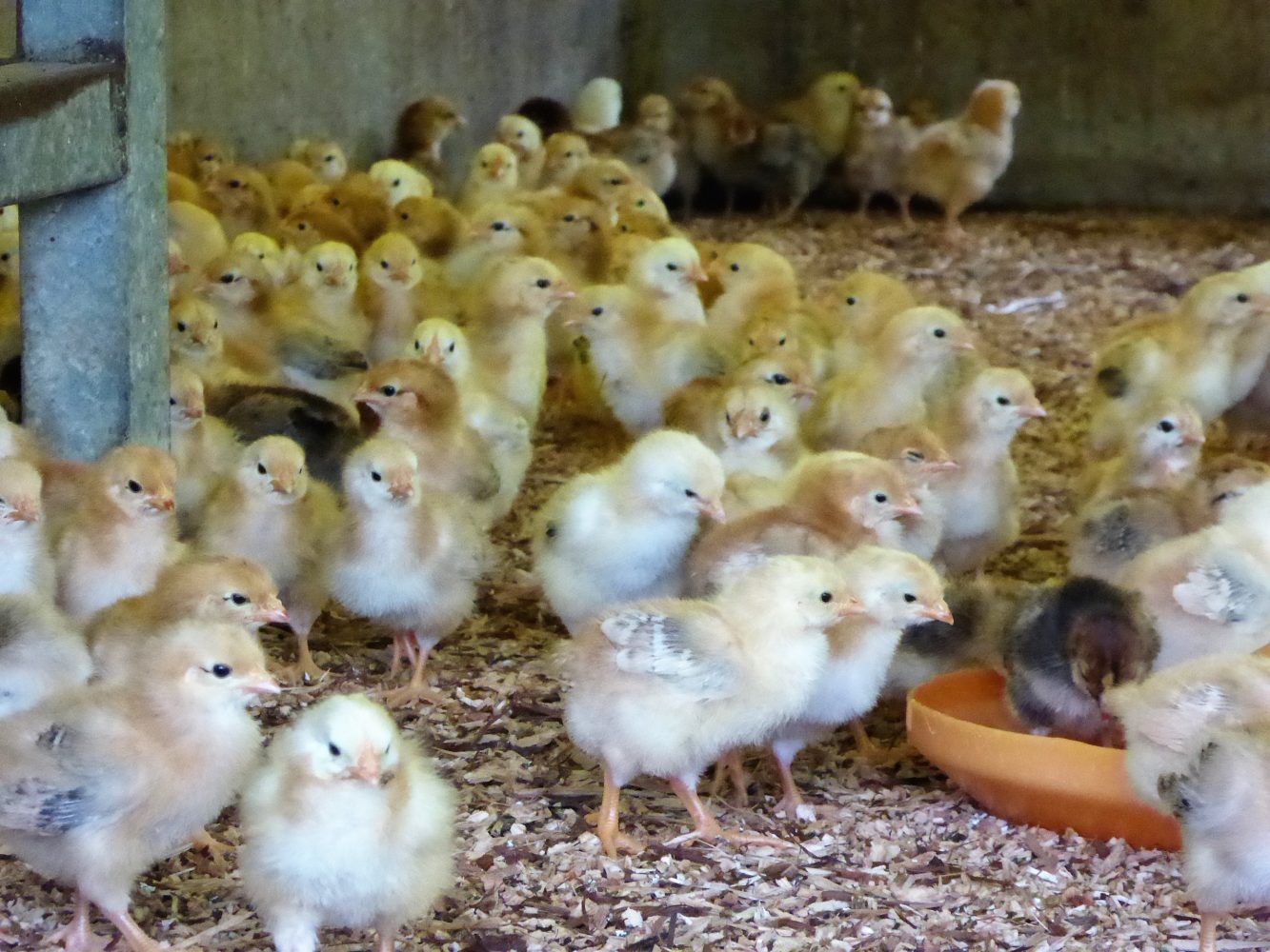 Remember the emotional-support chicken? - Stuck at the Airport