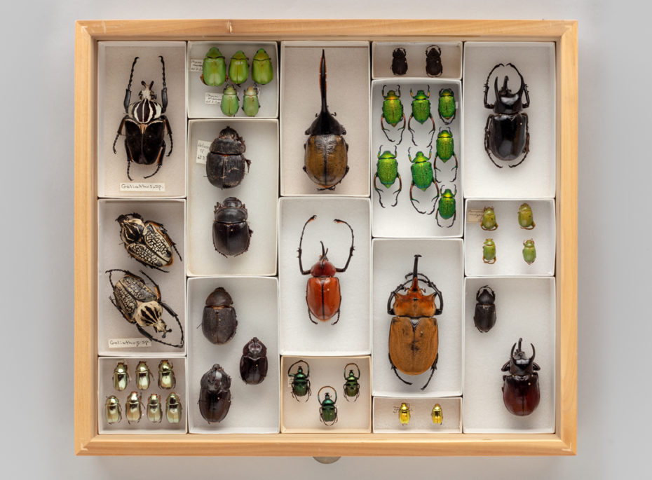Museum Monday: Insects at San Francisco Int'l Airport - Stuck at the ...