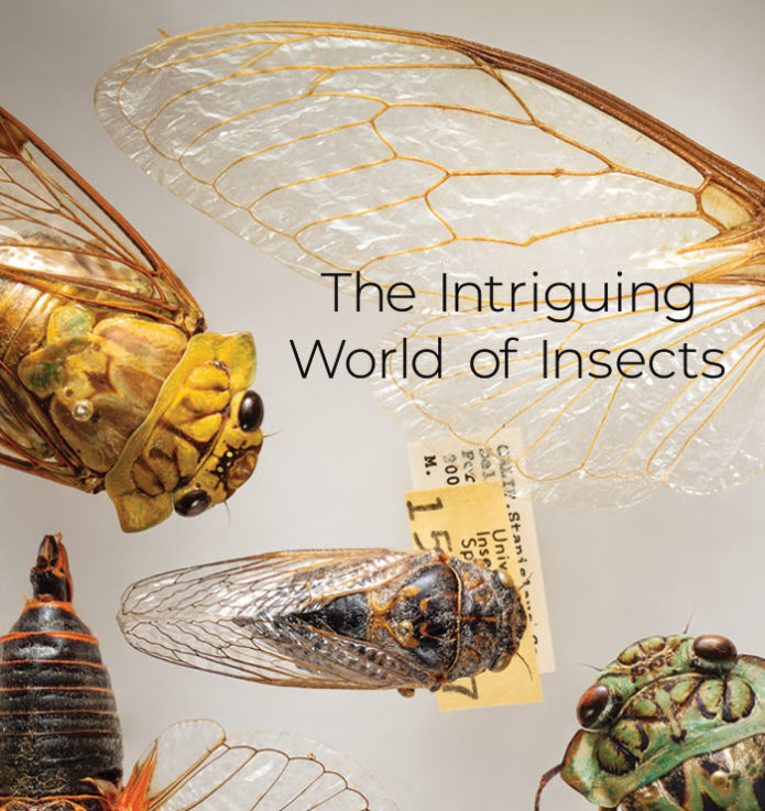 Museum Monday: Insects at San Francisco Int'l Airport - Stuck at the ...