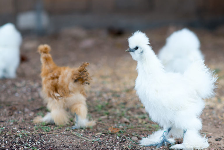 Chicken cuddling, loaner gear and hairdo help with your next hotel stay ...