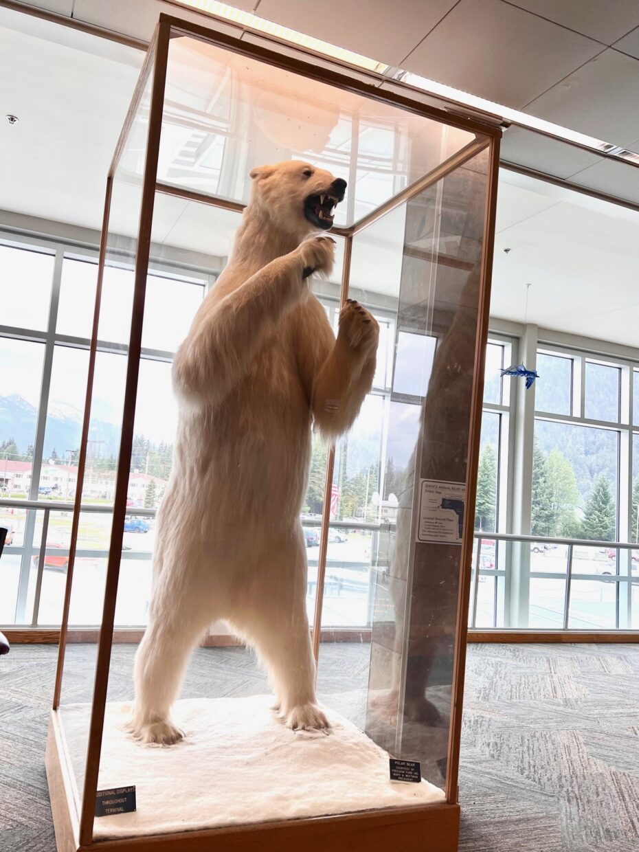Wildlife spotted at Juneau International Airport - Stuck at the Airport